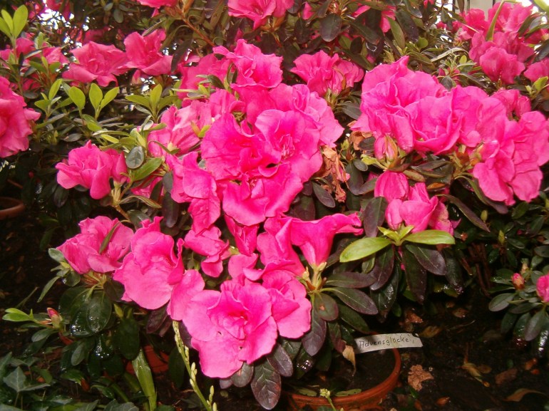 Tout savoir sur le Rhododendron Simsii (Azalée) – Le Blog Maison
