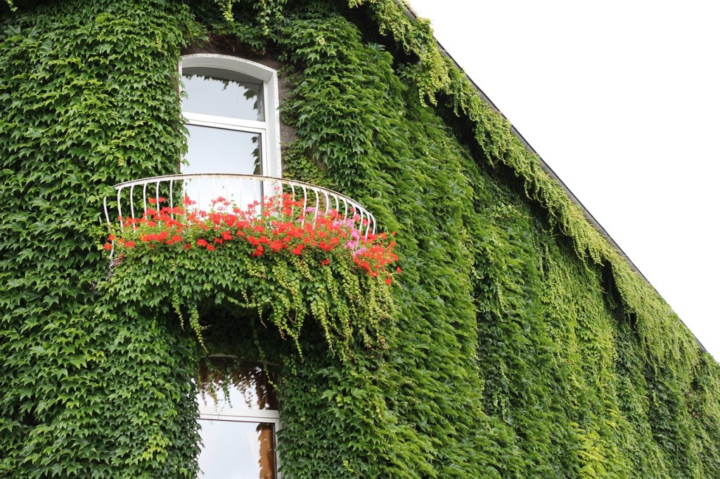Tout connaître sur le Lierre grimpant (Hedera helix) – Le Blog Maison