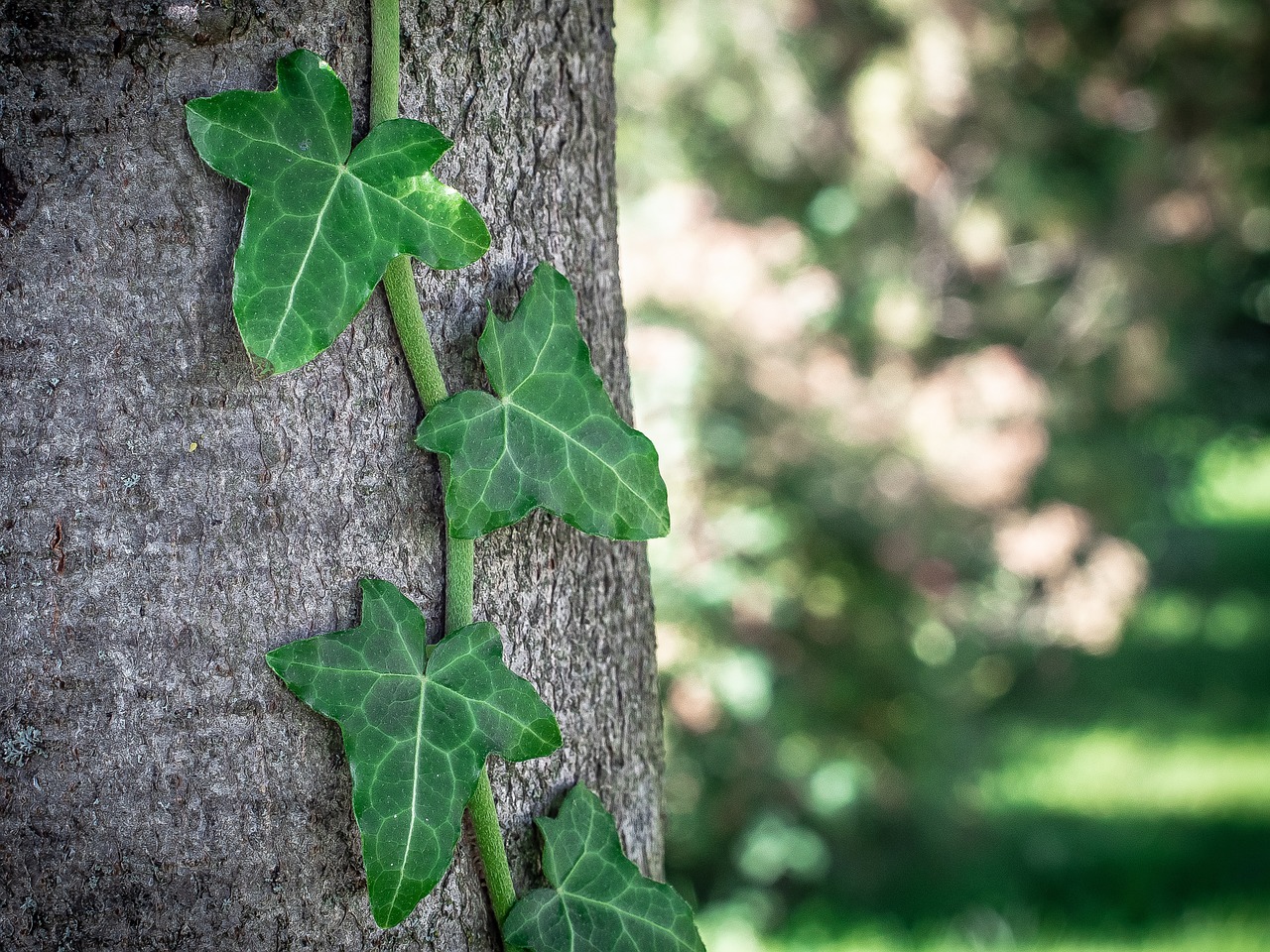 Tout connaître sur le Lierre grimpant (Hedera helix) – Le Blog Maison