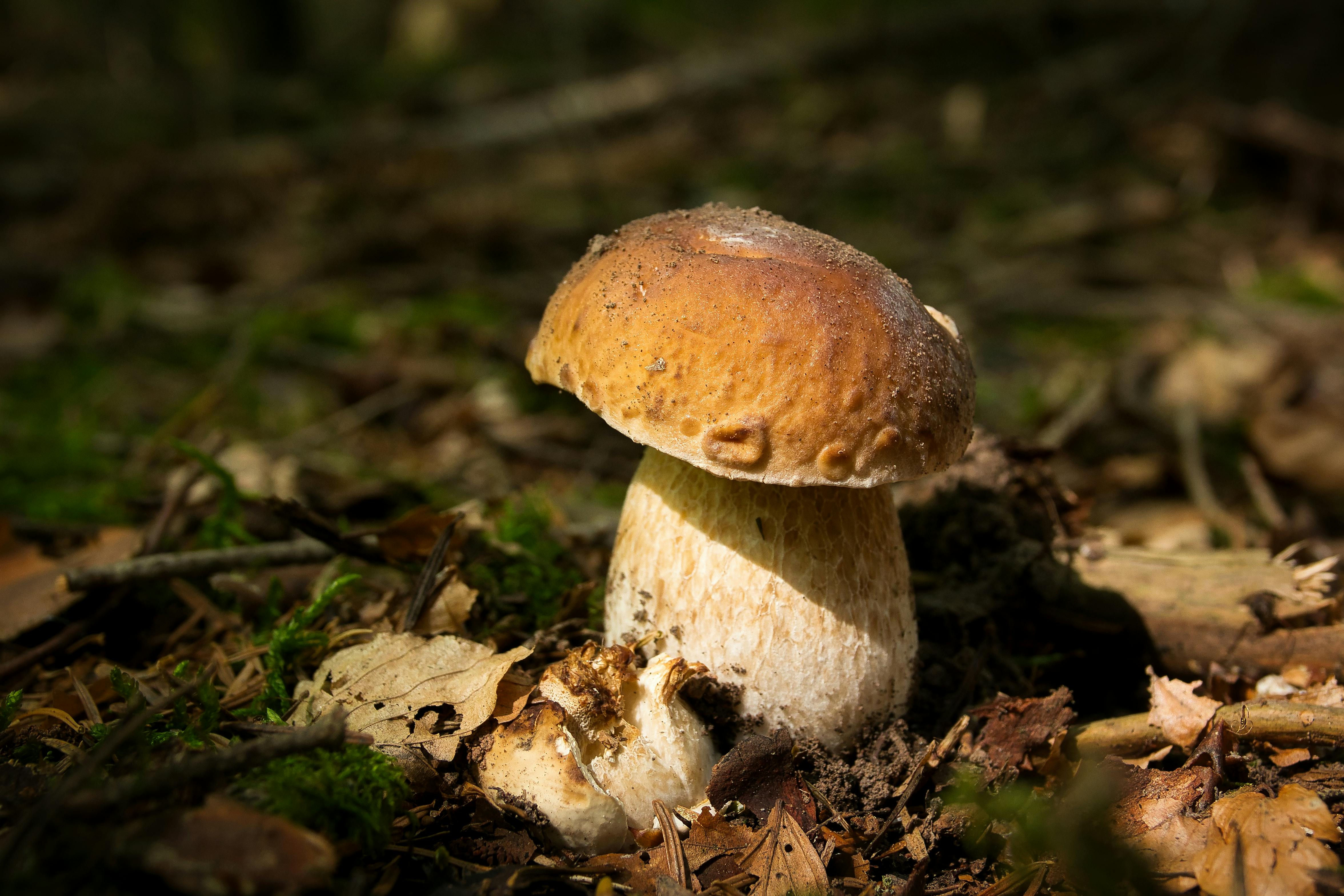 Quels sont les bolets toxiques ? – Le Blog Maison